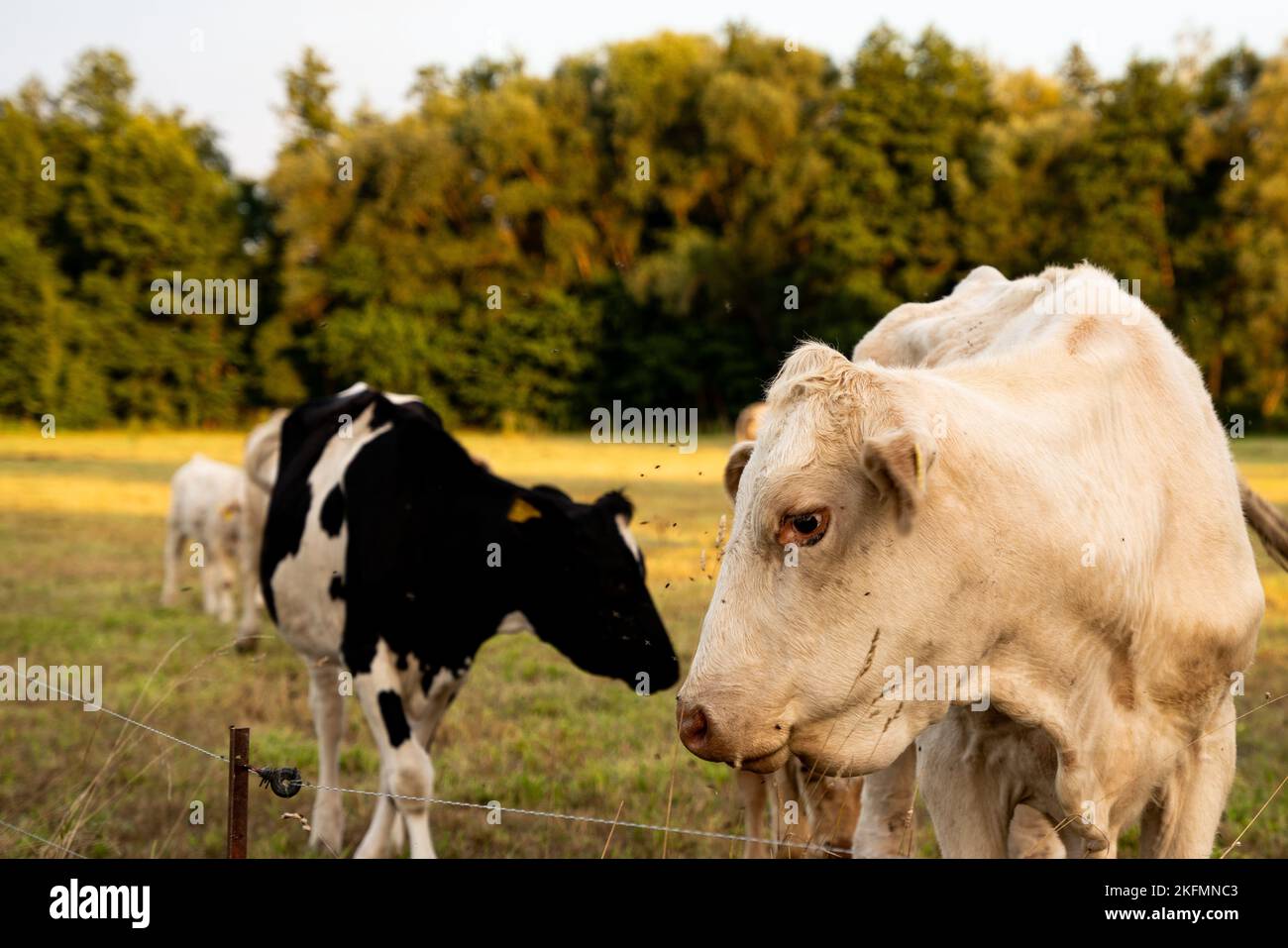 A closeup shot of cows in a field against high trees in a sunny weather ...