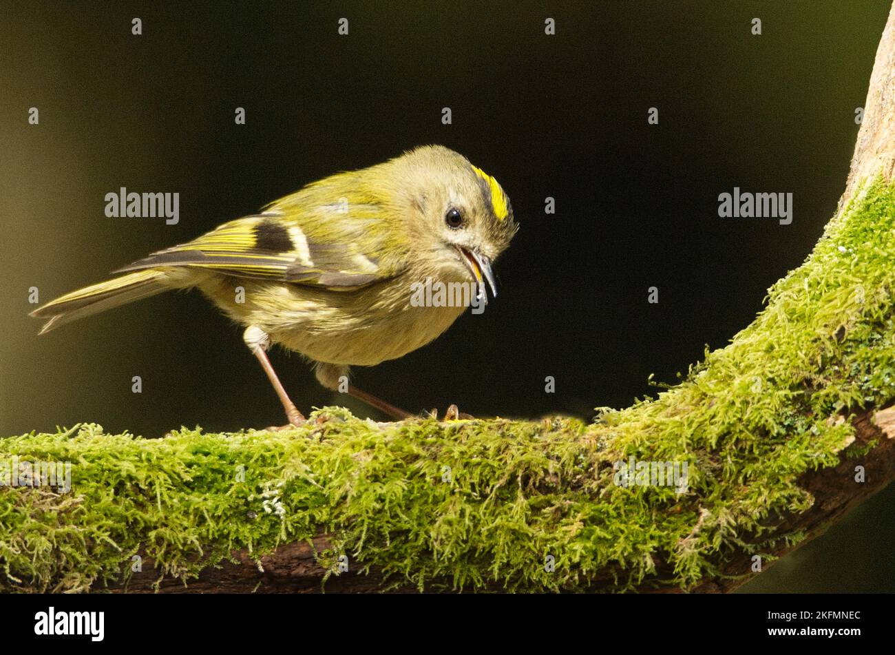 A side view of a small Goldcrest, standing on a tree branch covered ...