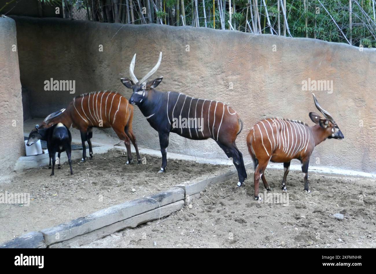 Los Angeles, California, USA 12th November 2022 Mountain Bongos and ...