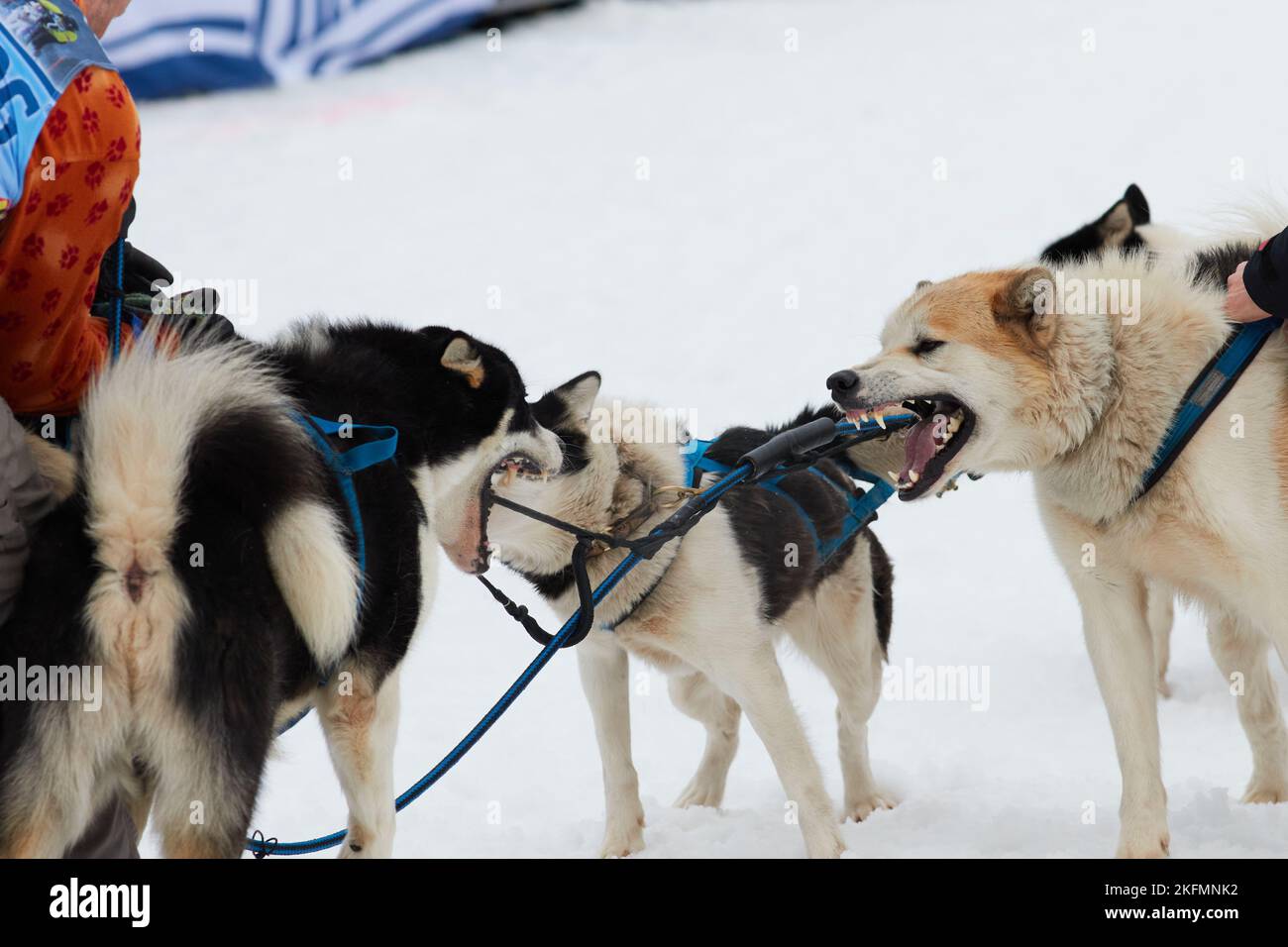 Dog baring teeth hi-res stock photography and images - Alamy