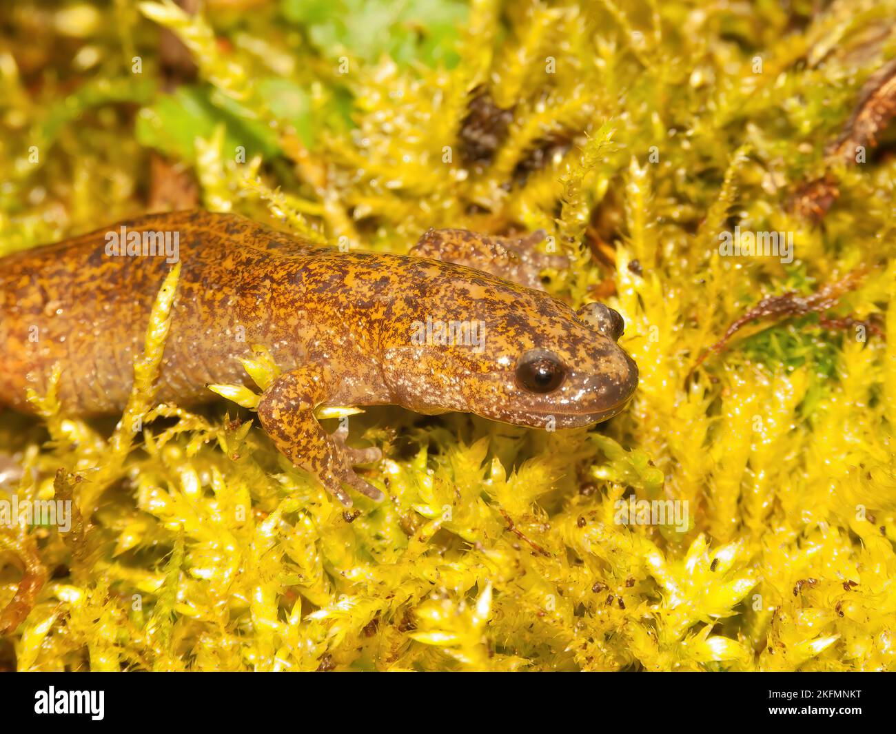 Natural closeup of the rare Japanese Tsushima salamander, Hynobius ...