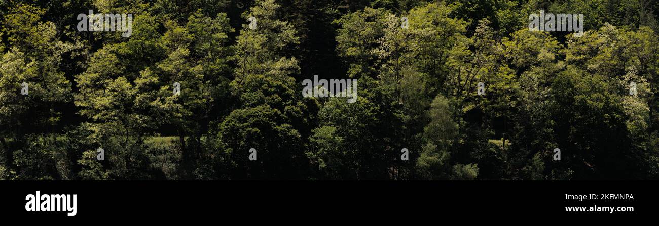 A panoramic bird's eye view of a thick forest with lush green trees ...