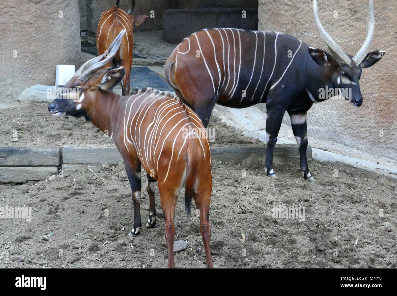 Los Angeles, California, USA 12th November 2022 Mountain Bongos at the ...