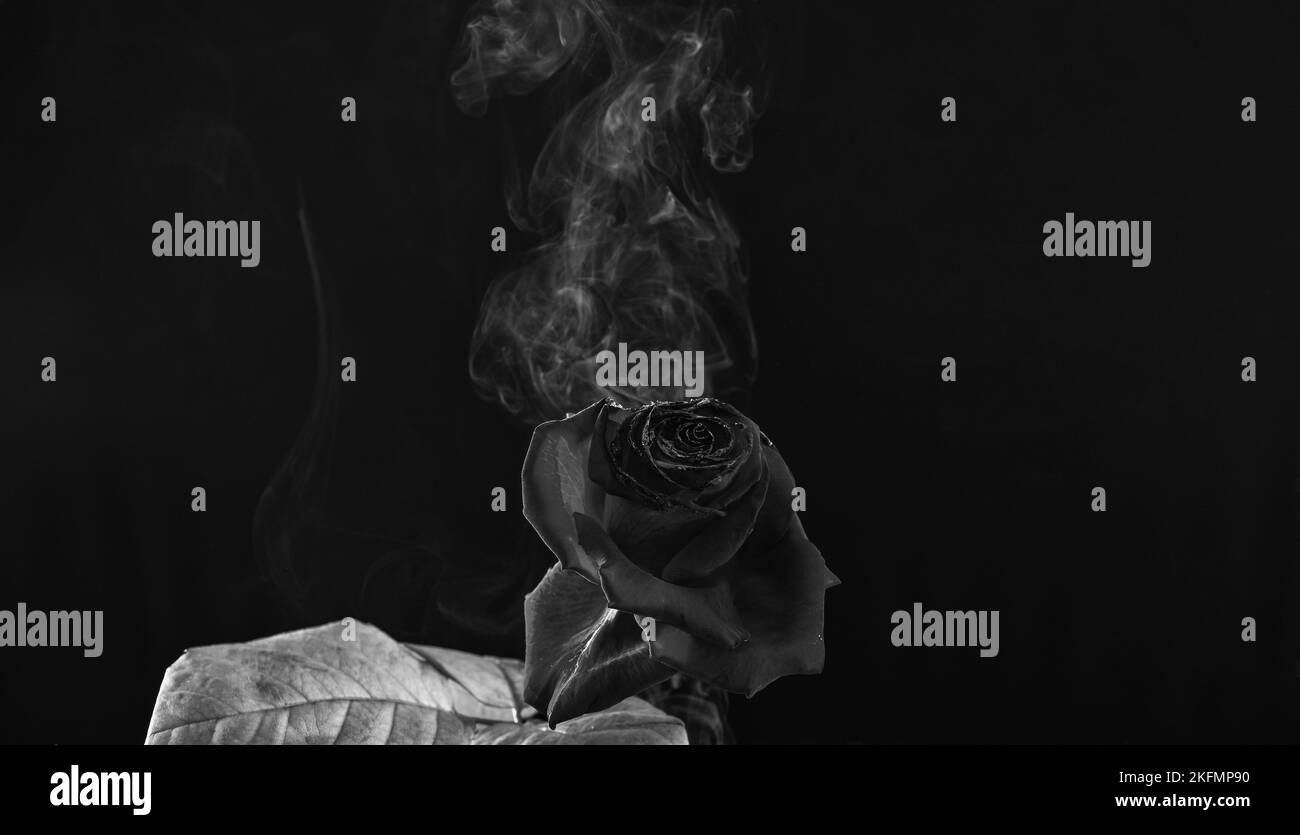 Fresh red flower blossom with burned petals and smoke stream dark ...