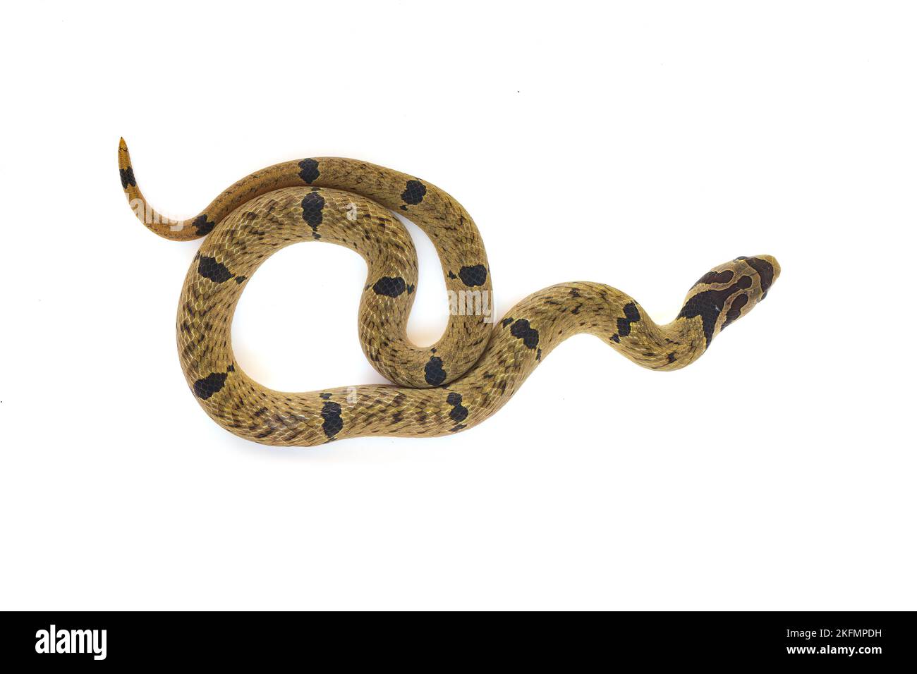 Banded kukri snake hi-res stock photography and images - Alamy