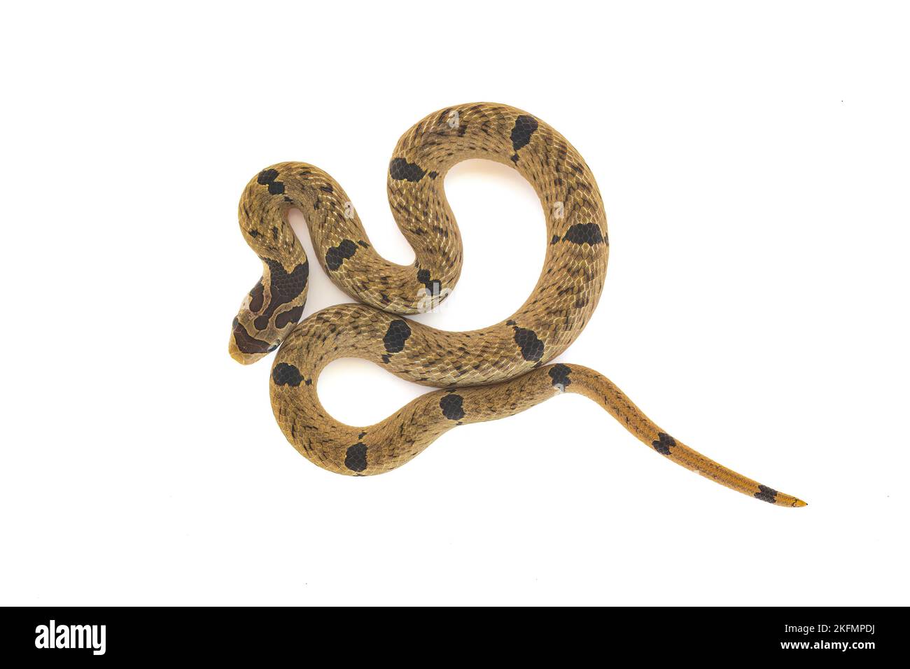 Beautiful patter of Small-banded Kukri Snake curling up on white ...
