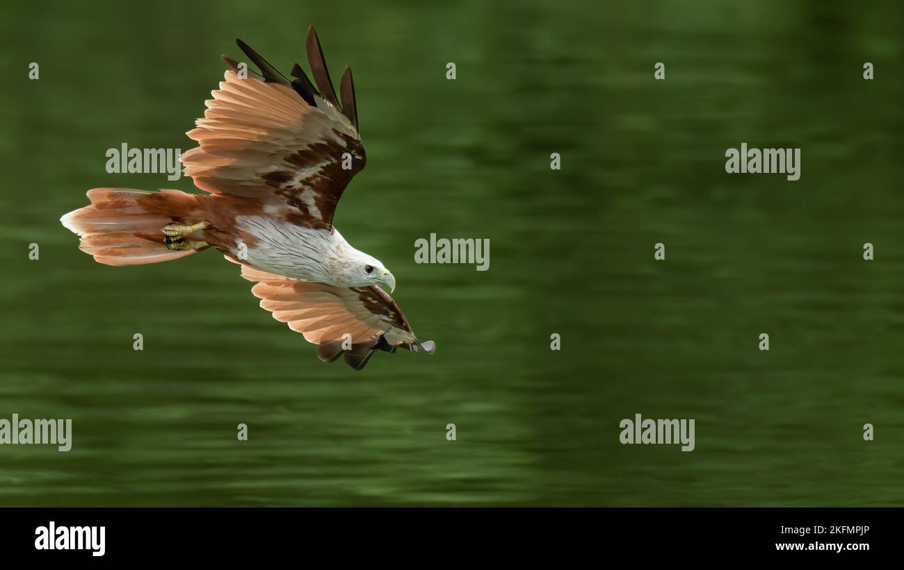 Brahminy Kite in flight above water surface looking into a distance ...