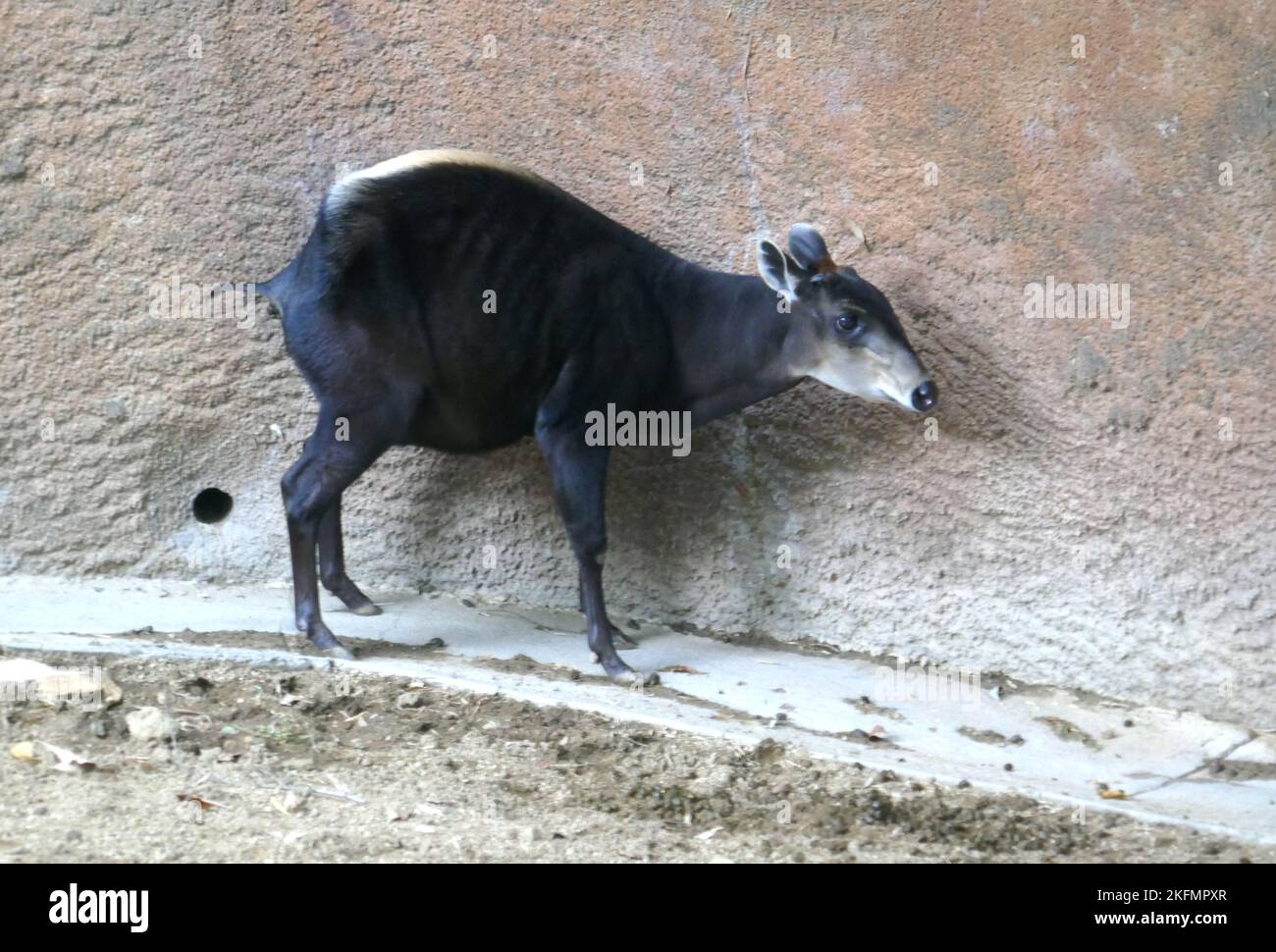 Los Angeles, California, USA 12th November 2022 Yellow-backed Duiker at ...