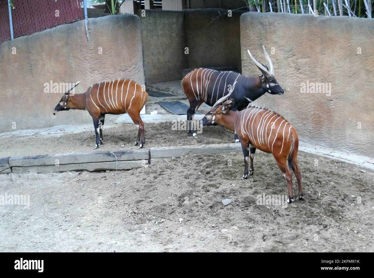 Los Angeles, California, USA 12th November 2022 Mountain Bongos at the ...