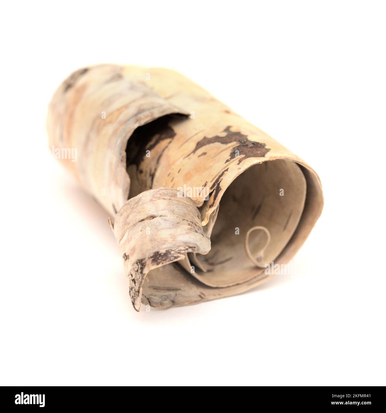 A strip of birch bark naturally curved into a scroll shape, isolated on ...