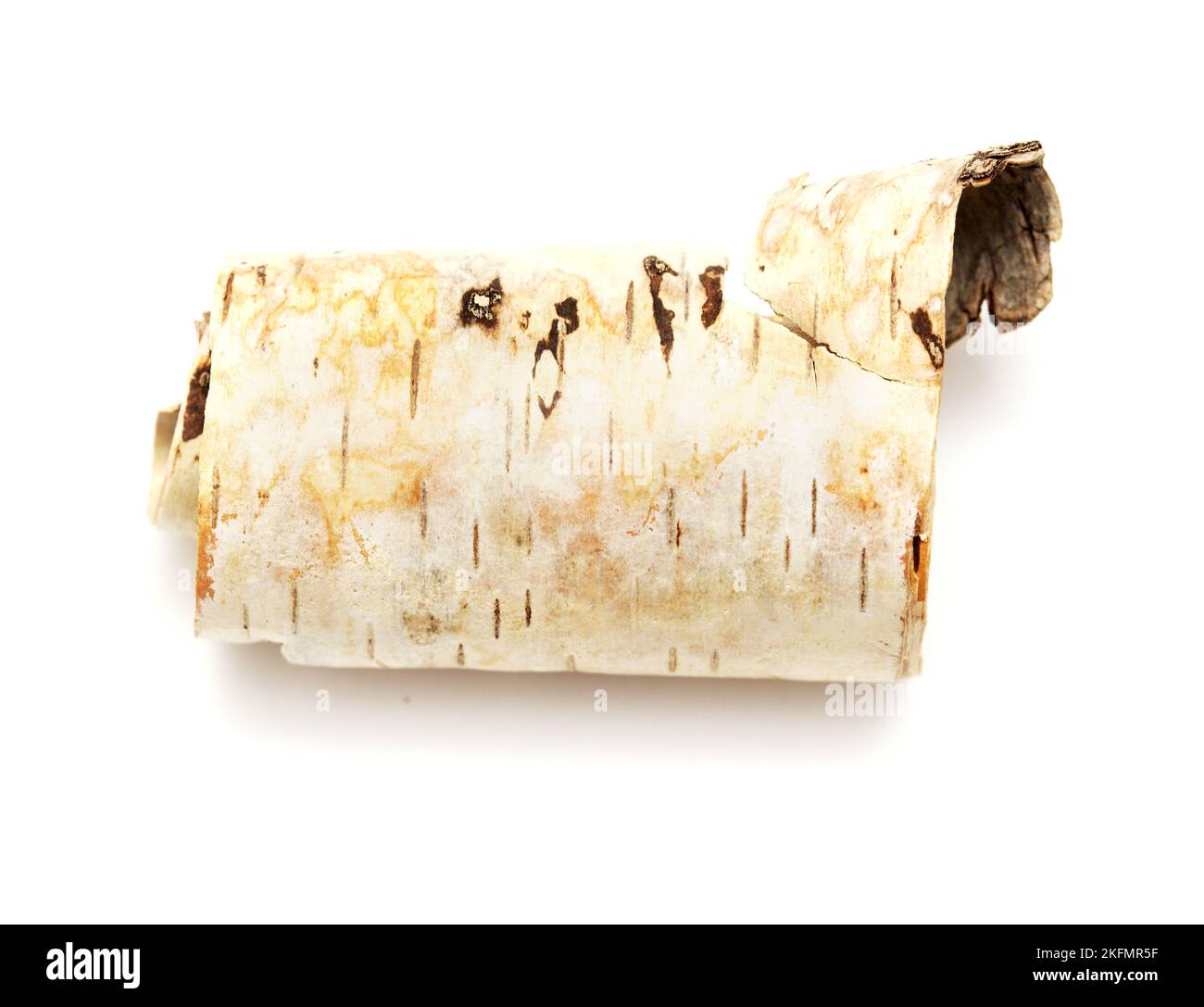 A strip of birch bark naturally curved into a scroll shape, isolated on ...