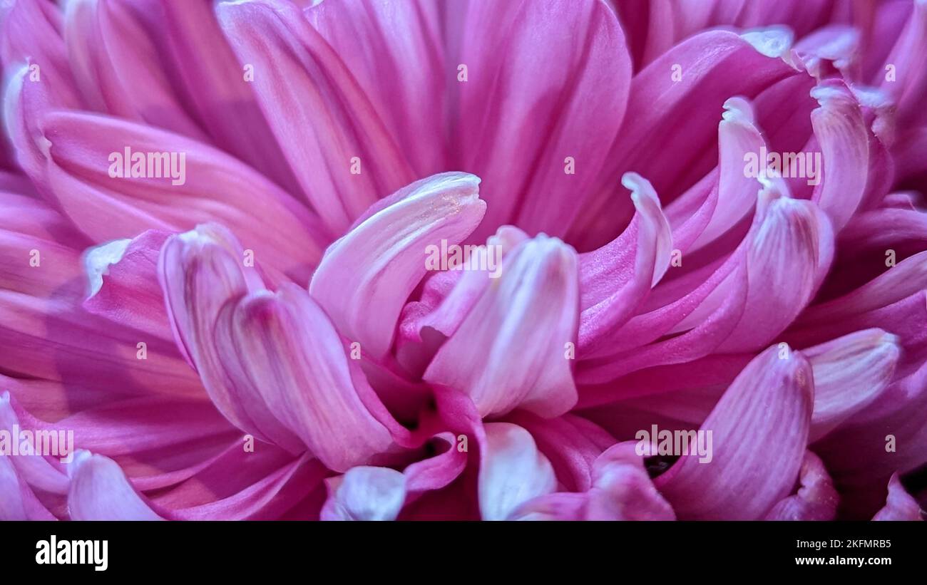 Illustration, rose falling petals hi-res stock photography and images - Alamy