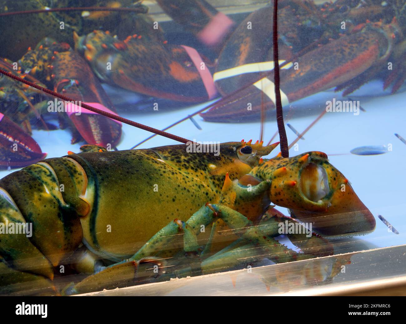 large claws of the live Lobster in the restaurant aquarium ready to be ...