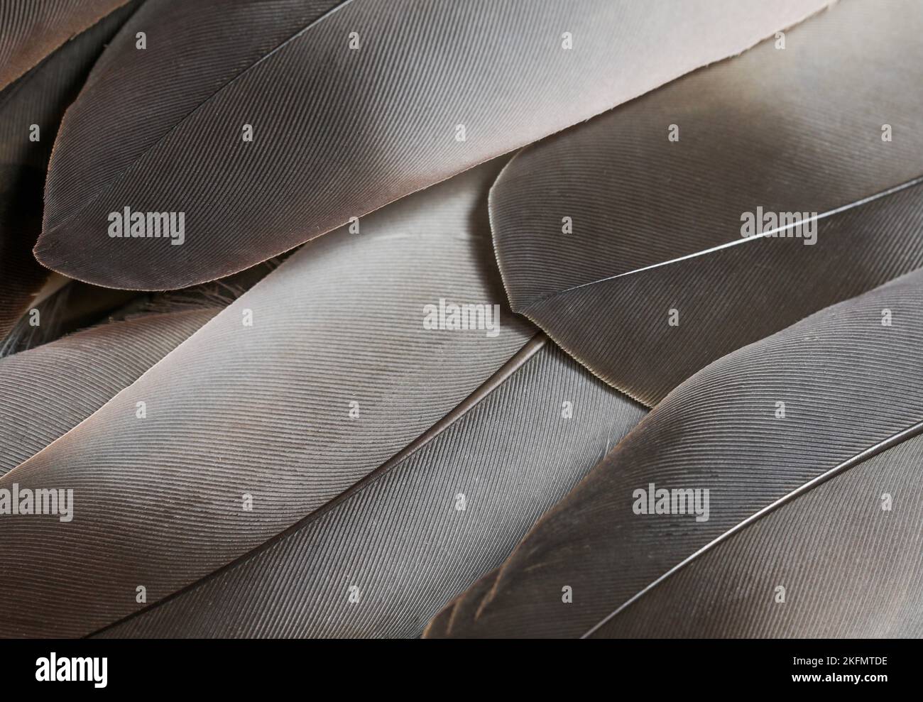 Grey brown plumage hi-res stock photography and images - Alamy