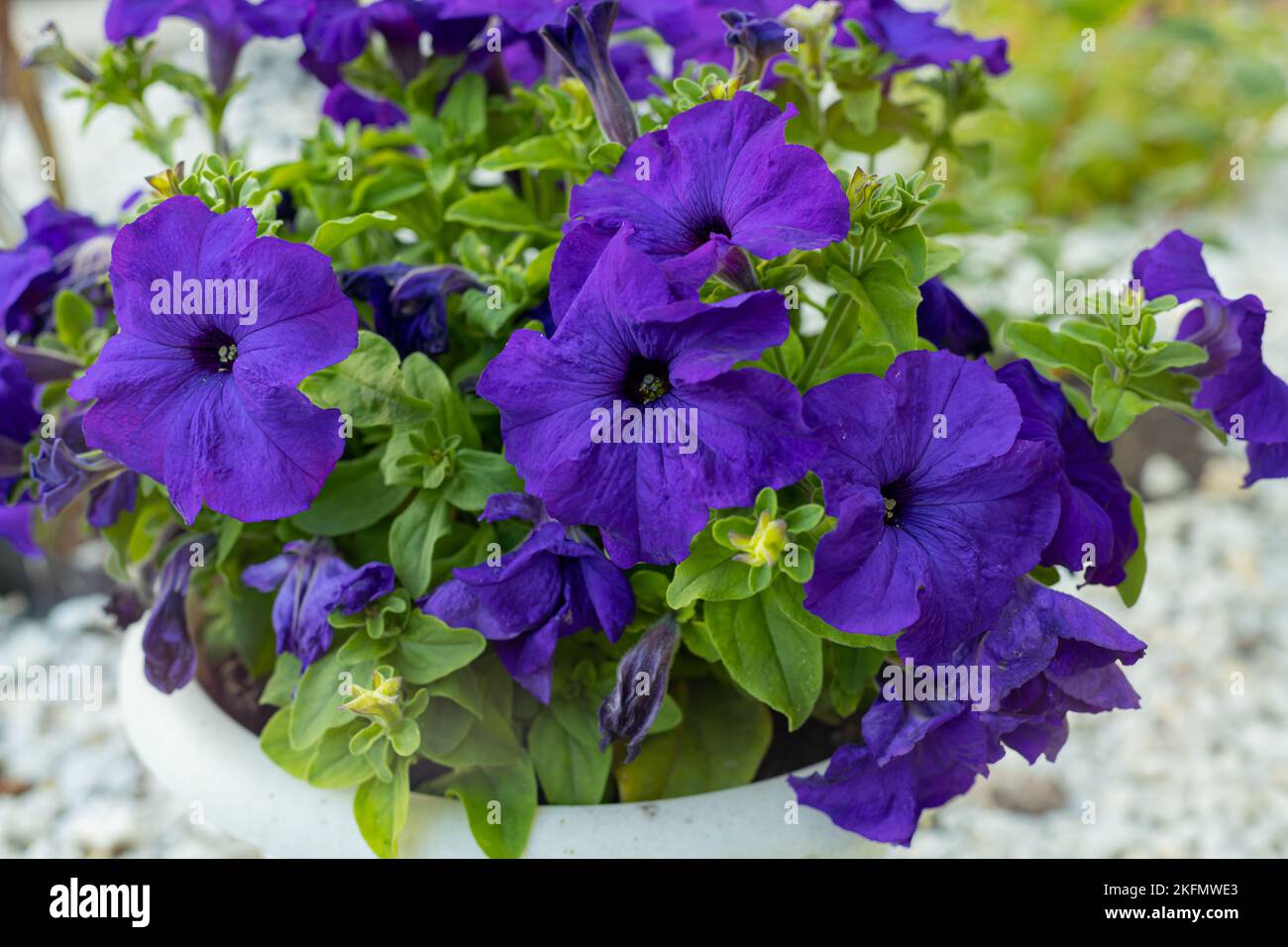 Lilac begonias hi-res stock photography and images - Alamy