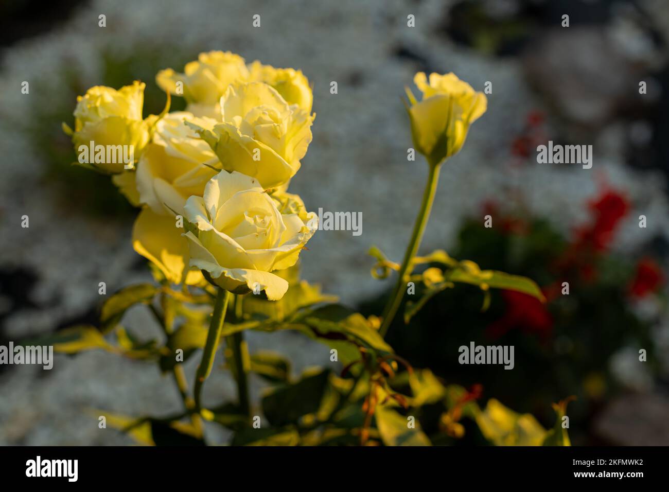 Yellow roses gift in valentines hi-res stock photography and images - Alamy