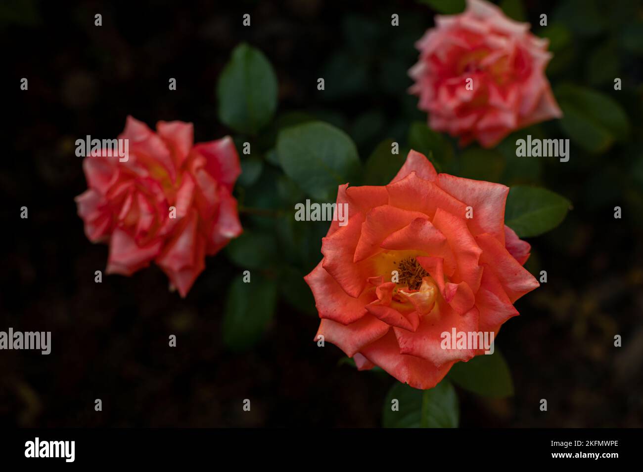 Beautiful flowering rose in nature hi-res stock photography and images ...