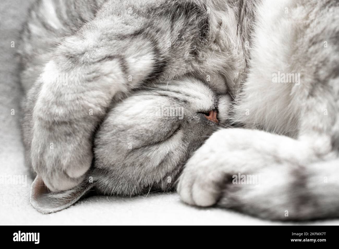 The cat is sleeping. Close-up of the muzzle of a sleeping cat with ...