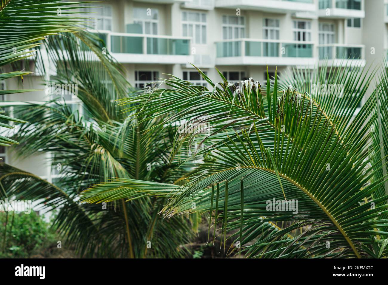 Palm tree branches level windows multi-storey building modern green ...