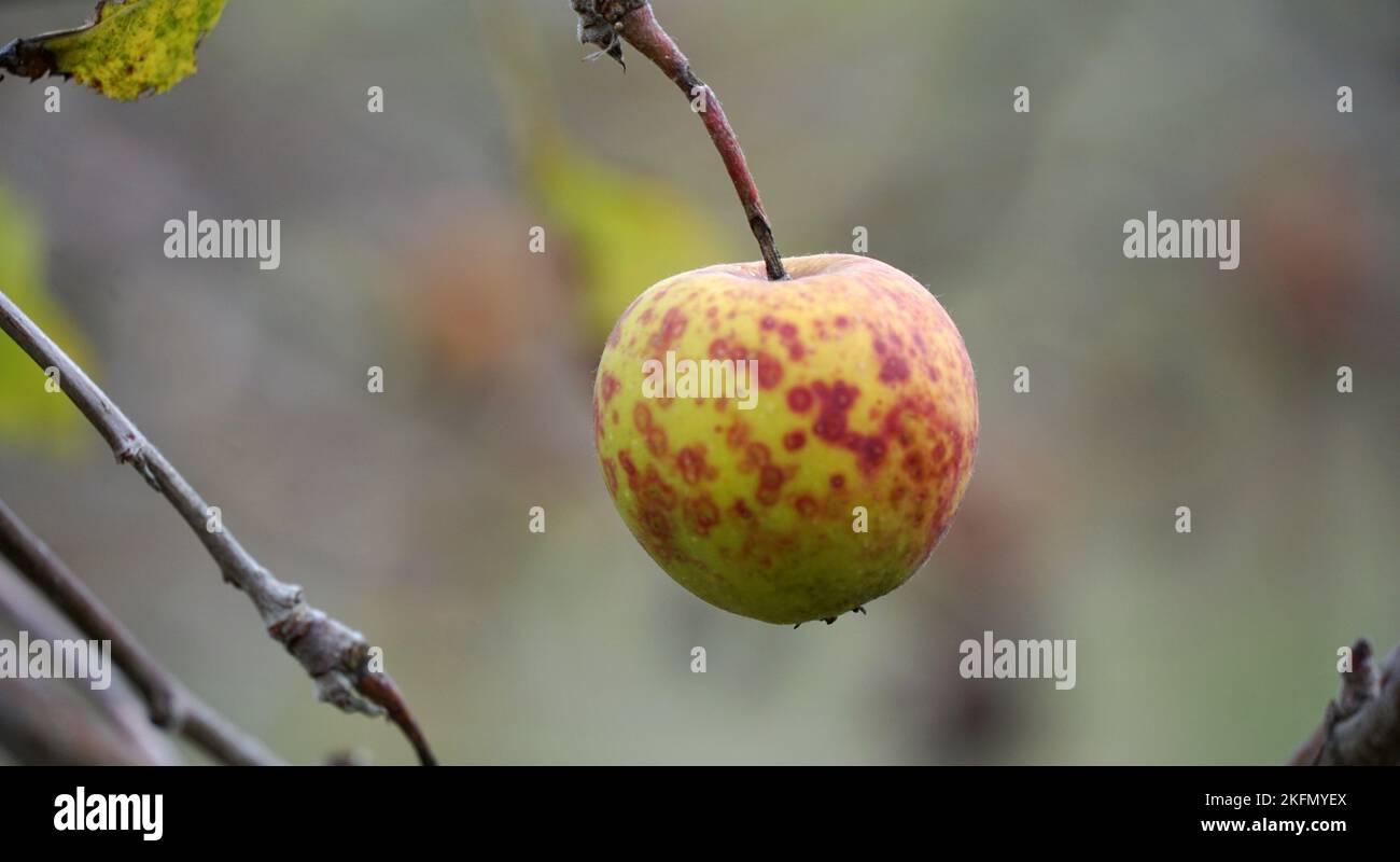 rotten apple hanging on the tree Stock Photo - Alamy