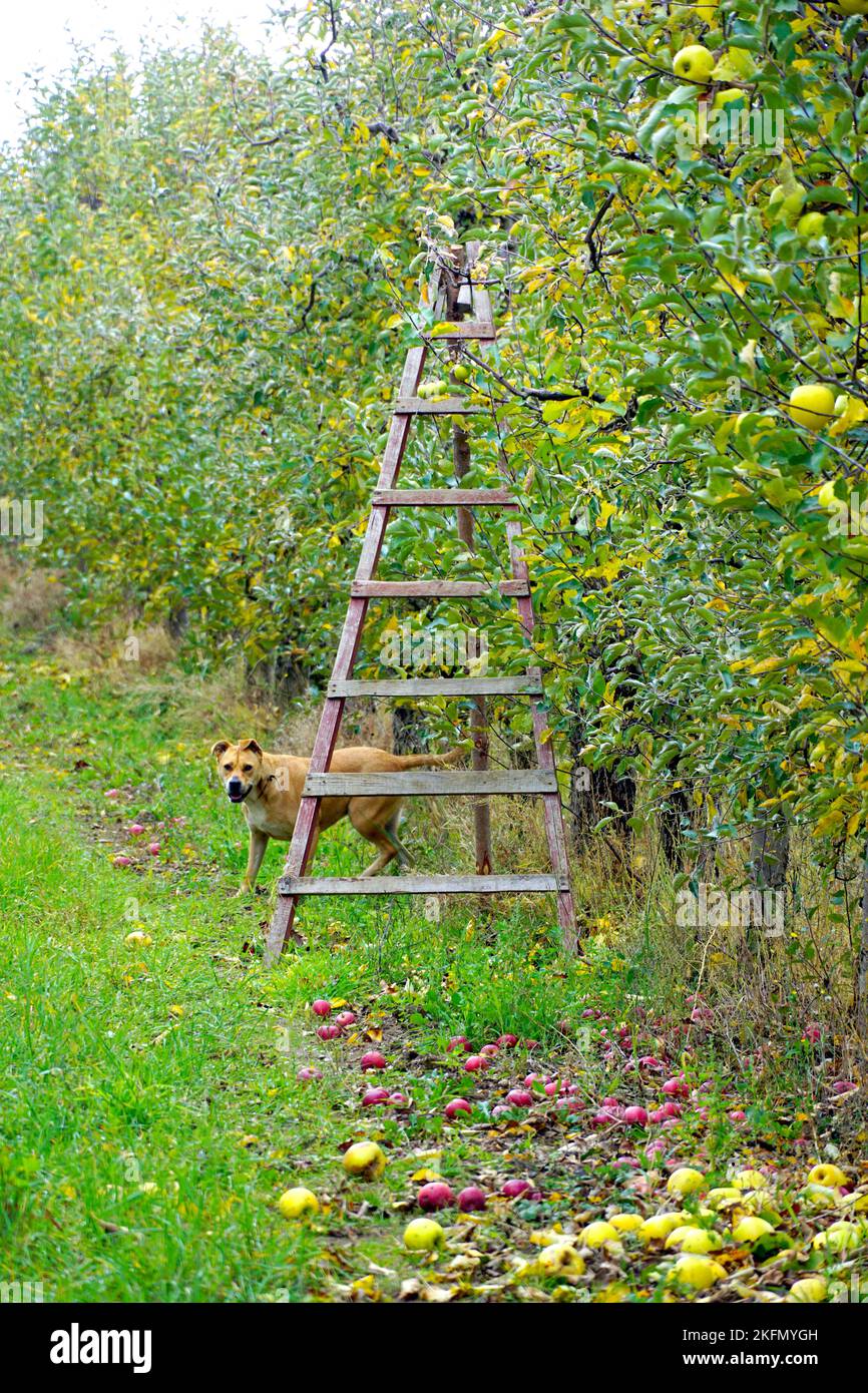 ladder in an apple orchard in autumn Stock Photo - Alamy