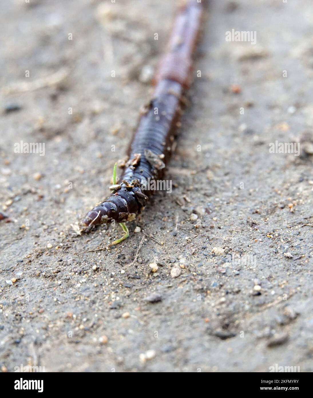close up of an earth worm Stock Photo - Alamy