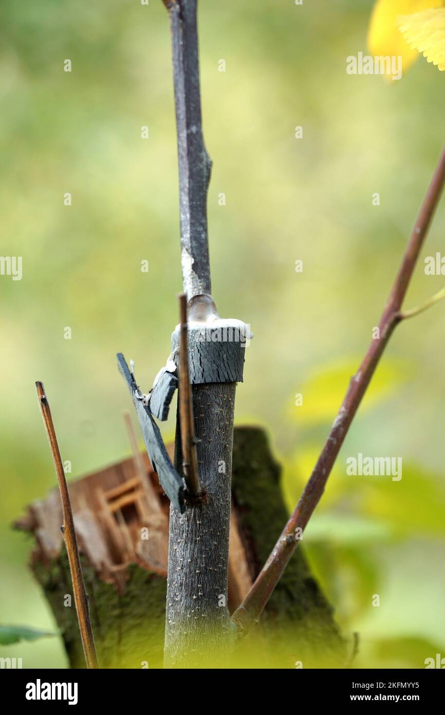 Hand grafted plant hi-res stock photography and images - Alamy