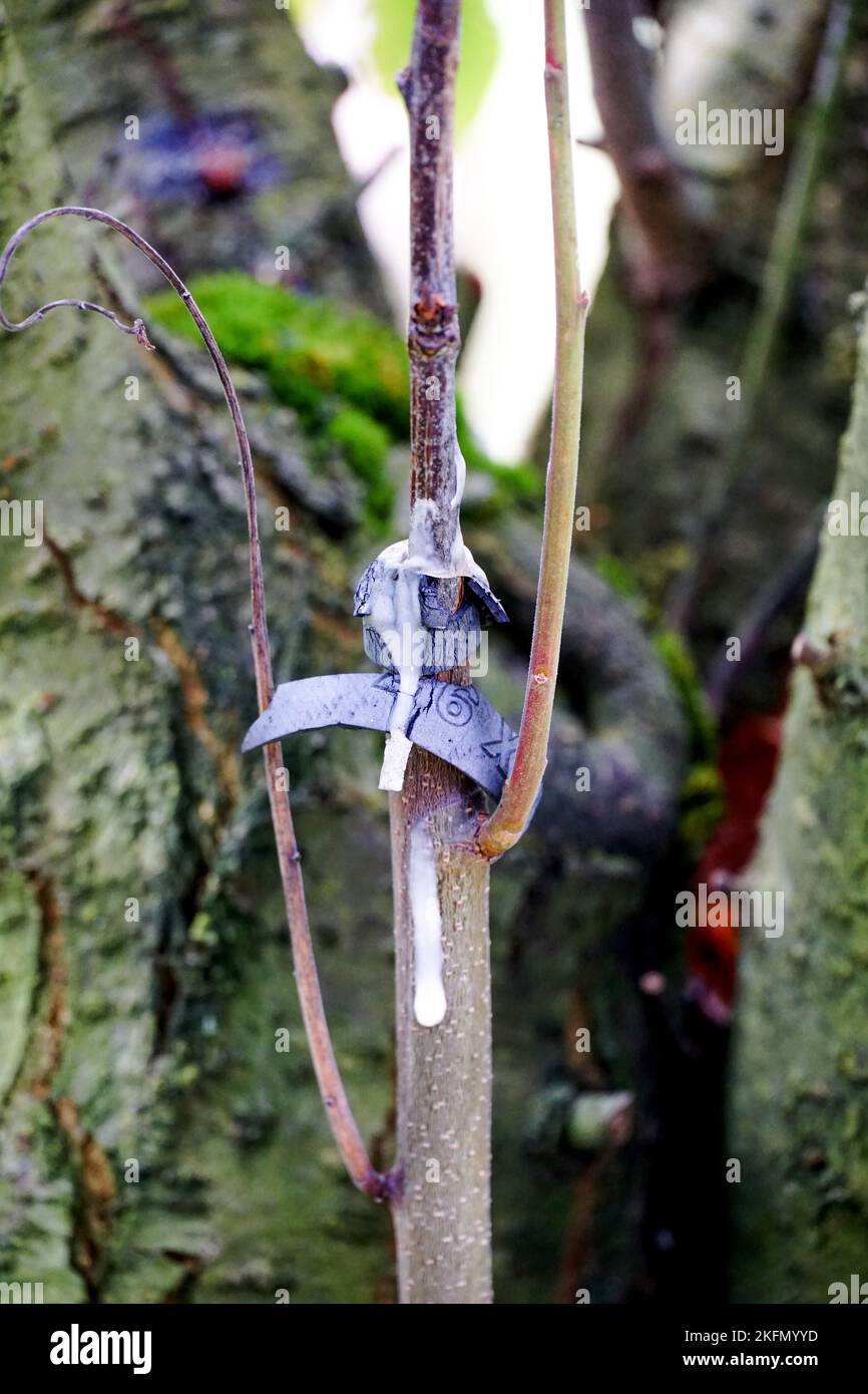 Hand grafted plant hi-res stock photography and images - Alamy