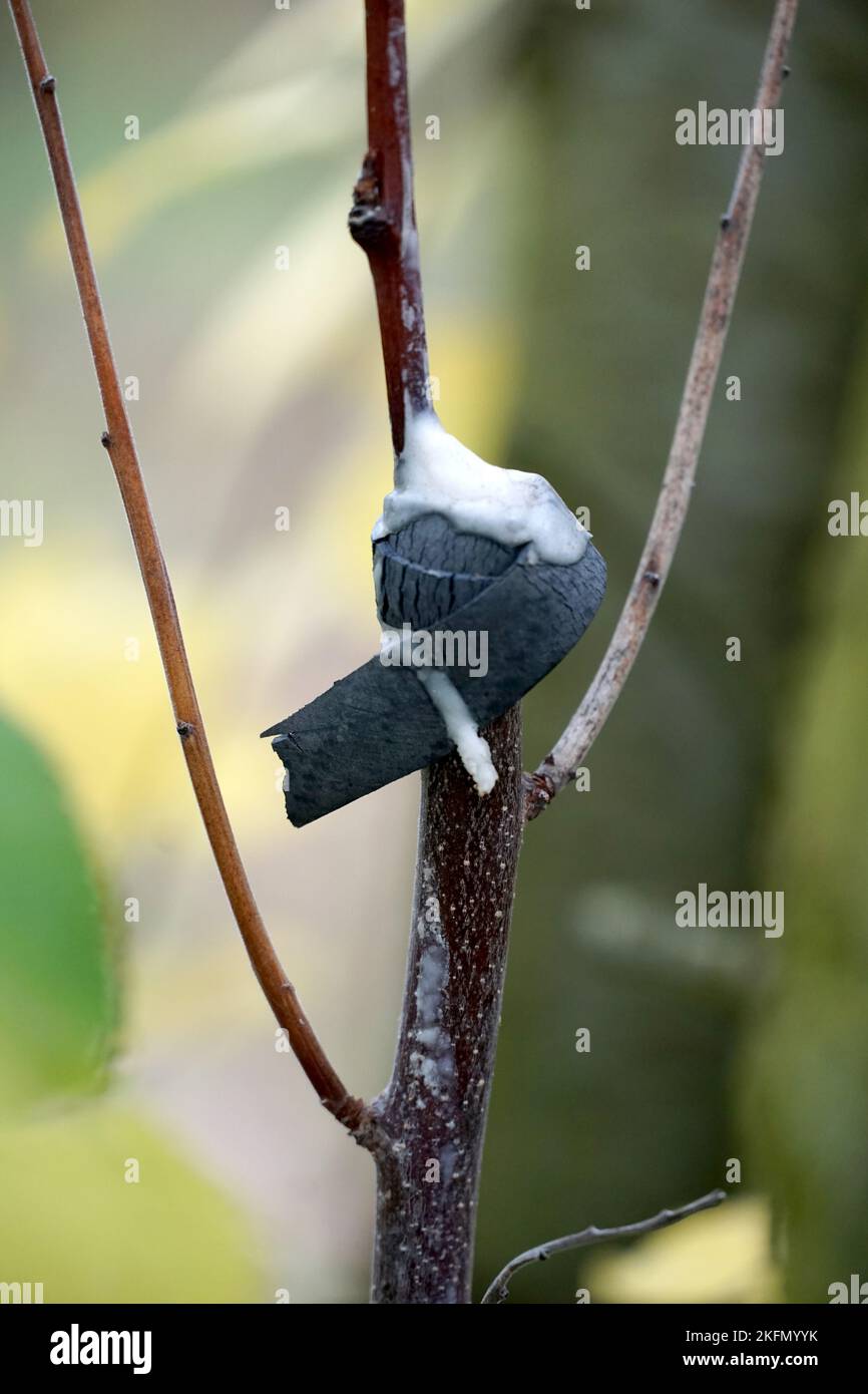 Hand grafted plant hi-res stock photography and images - Alamy