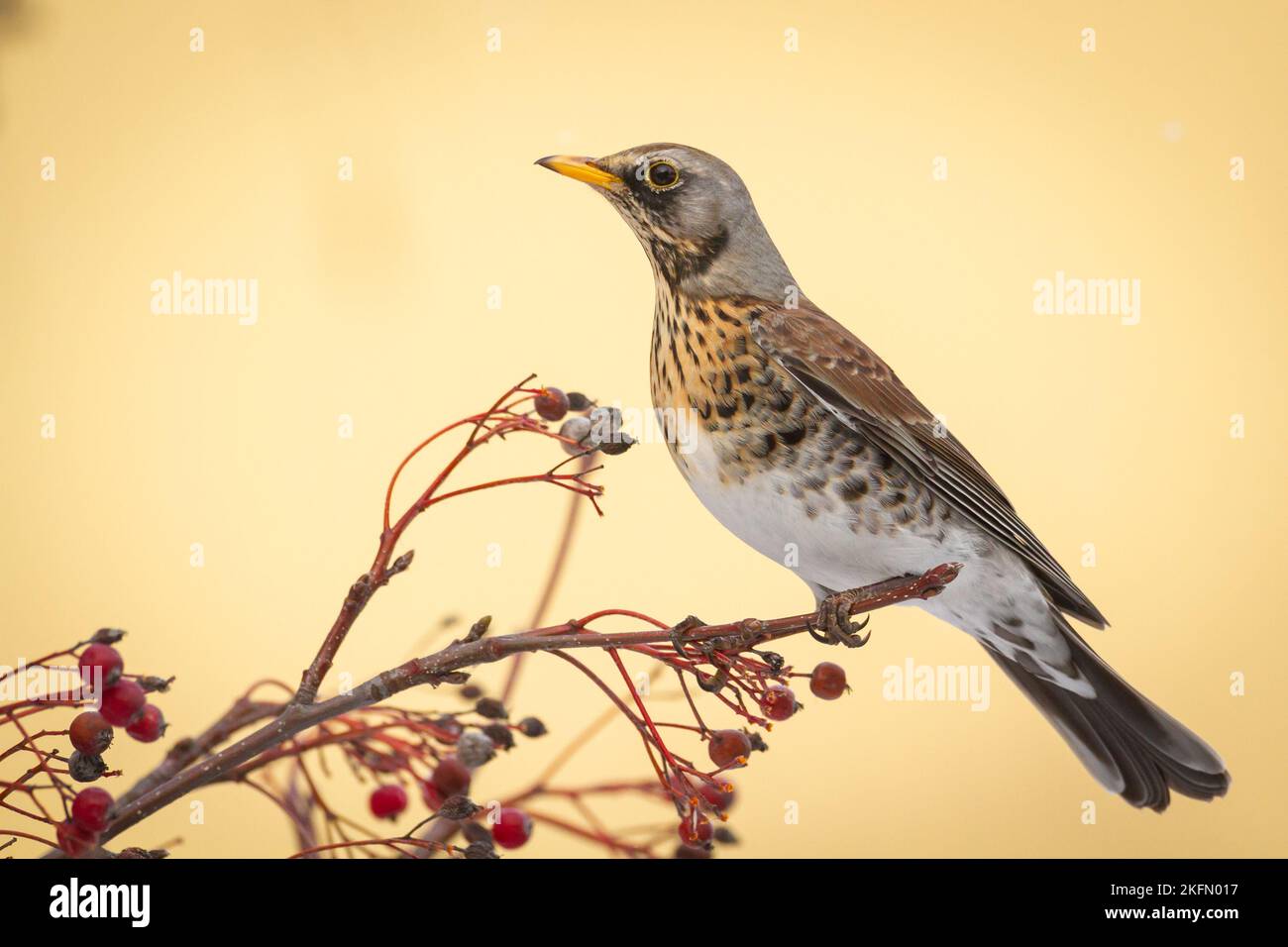 Bird eating berries hi-res stock photography and images - Alamy