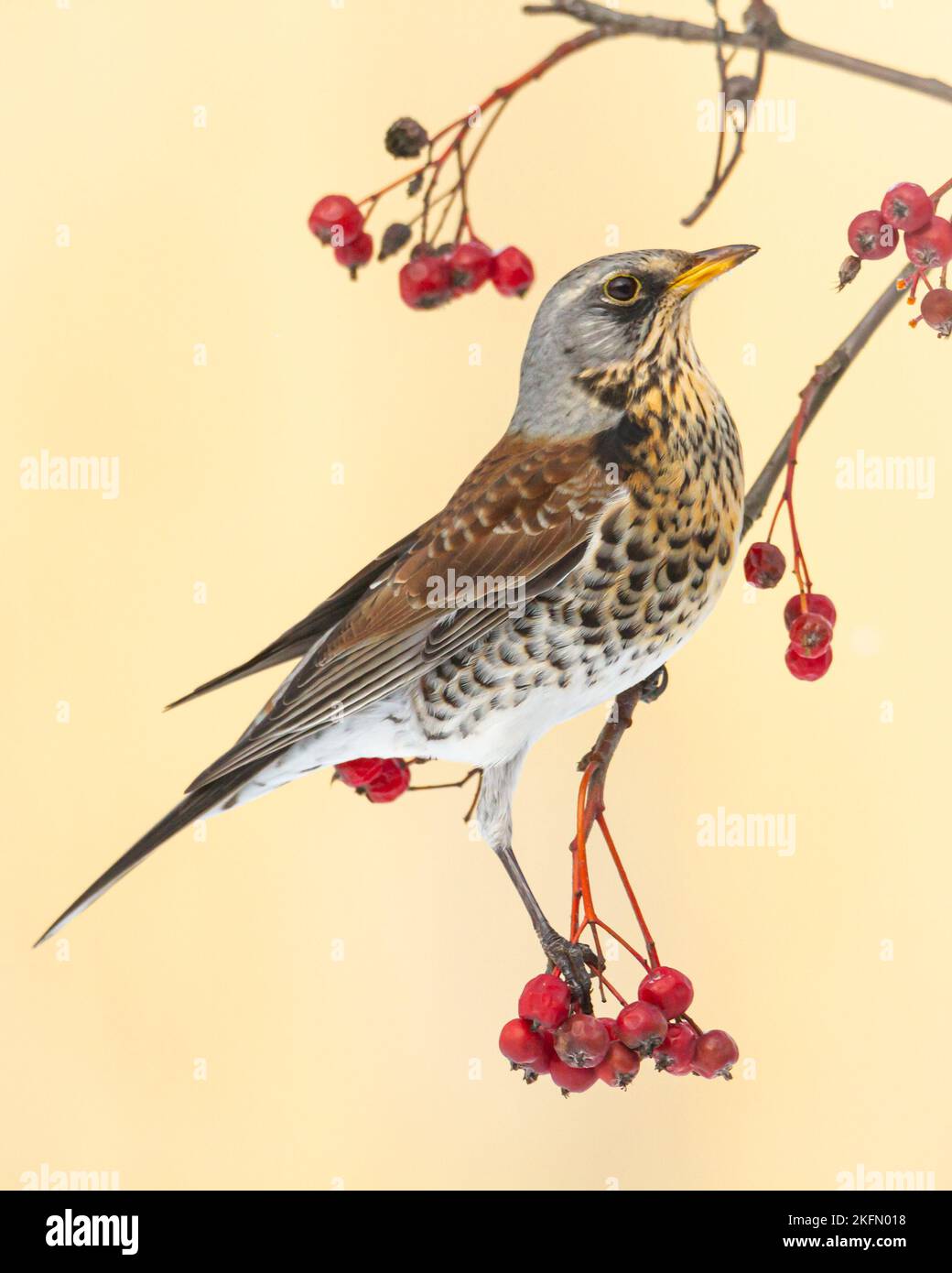 Bird eating berries hi-res stock photography and images - Alamy