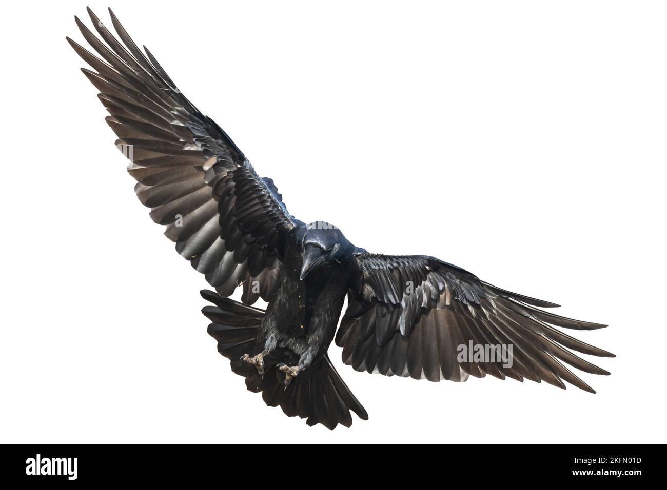 Birds flying ravens isolated on white background Corvus corax ...