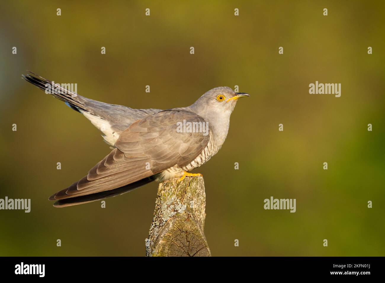 Cuckoo, Cuculus canorus, single bird - male on green background Stock ...