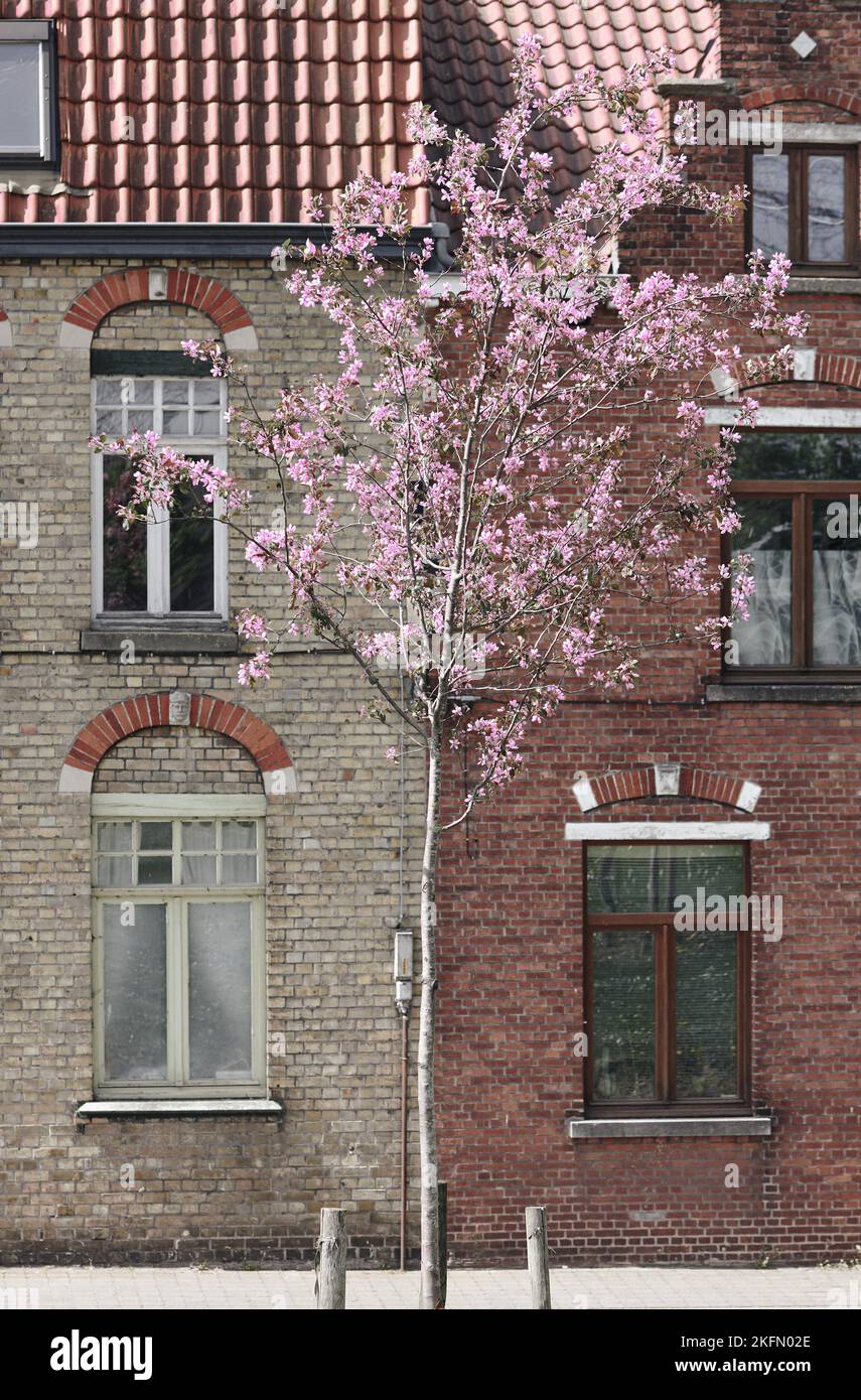 A vertical closeup of a blooming cherry tree against the brick house ...