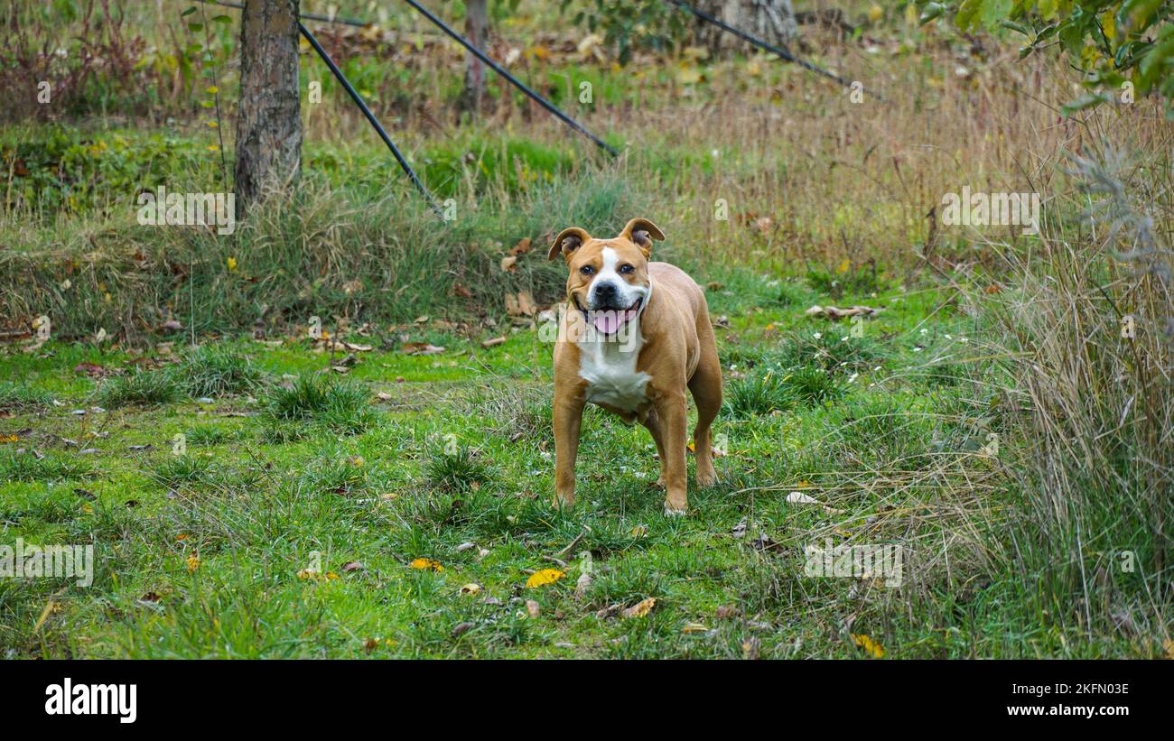 staffy dog in nature Stock Photo - Alamy
