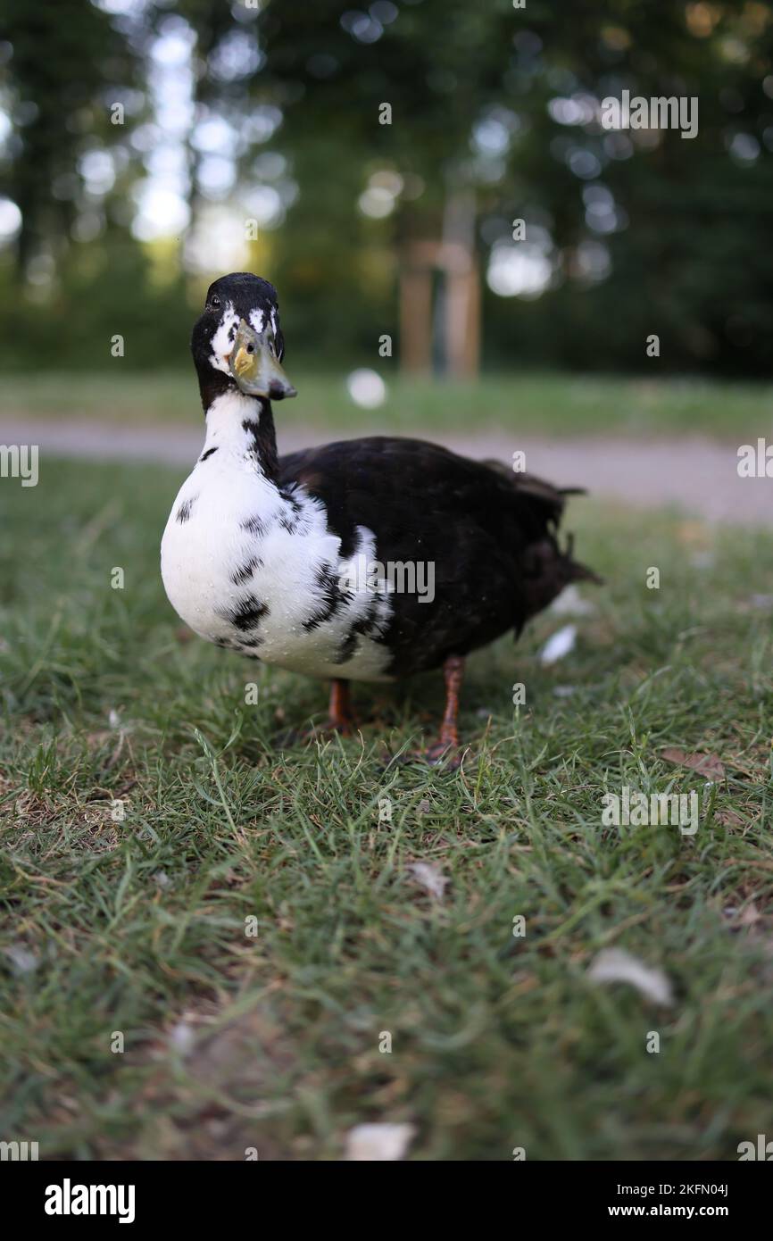 A vertical closeup of a black and white duclair duck on the grass with ...