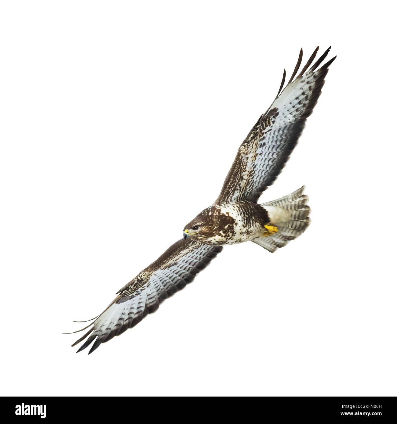 Birds of prey - Common buzzard Buteo buteo flying, hawk bird, predatory ...