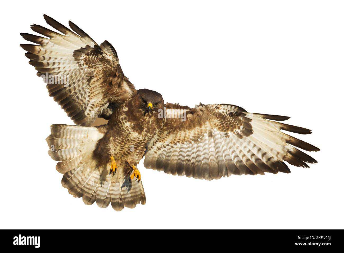 Birds of prey - Common buzzard Buteo buteo flying, hawk bird, predatory ...