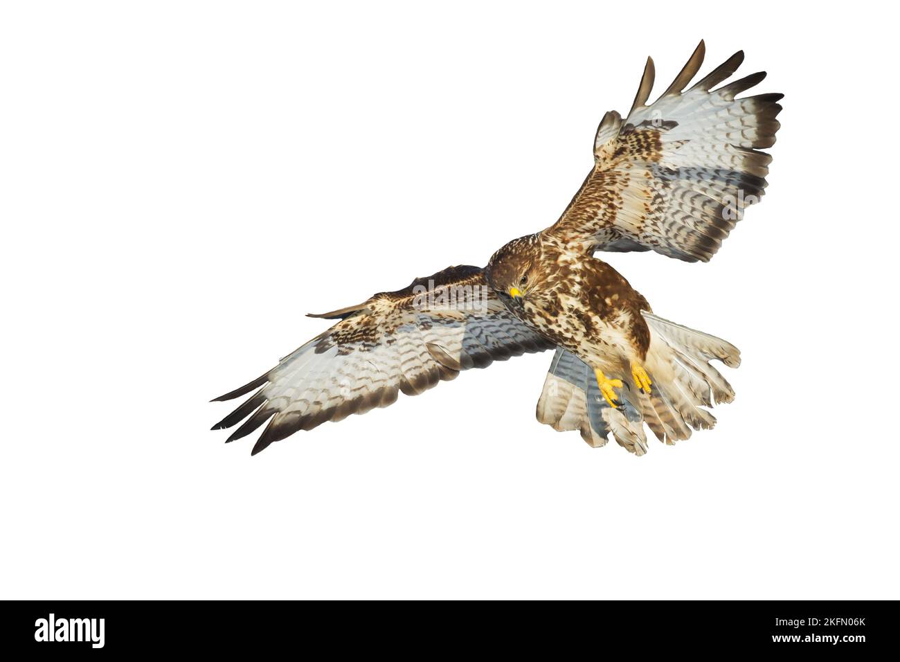 Birds of prey - Common buzzard Buteo buteo flying, hawk bird, predatory ...