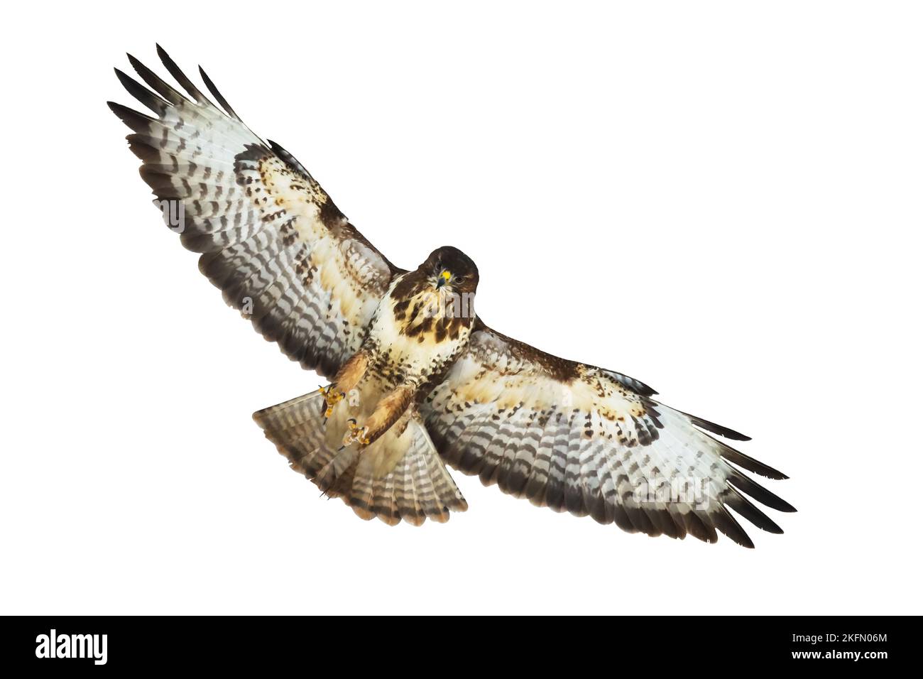 Birds of prey - Common buzzard Buteo buteo flying, hawk bird, predatory ...