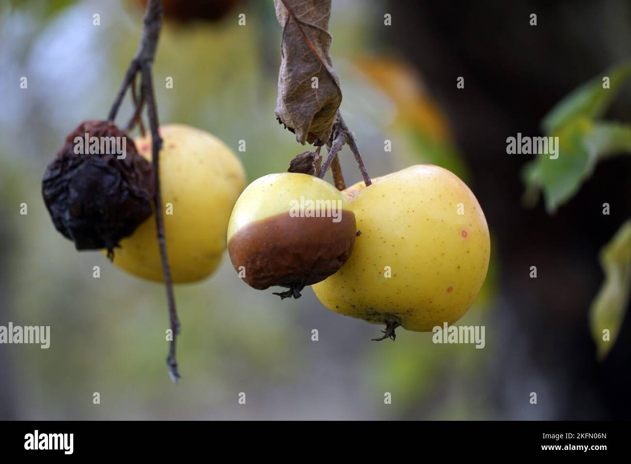 rotten apple hanging on the tree Stock Photo - Alamy