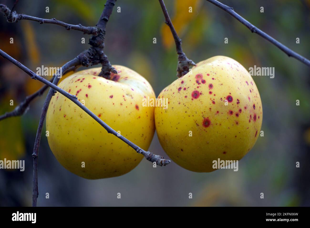 rotten apple hanging on the tree Stock Photo - Alamy