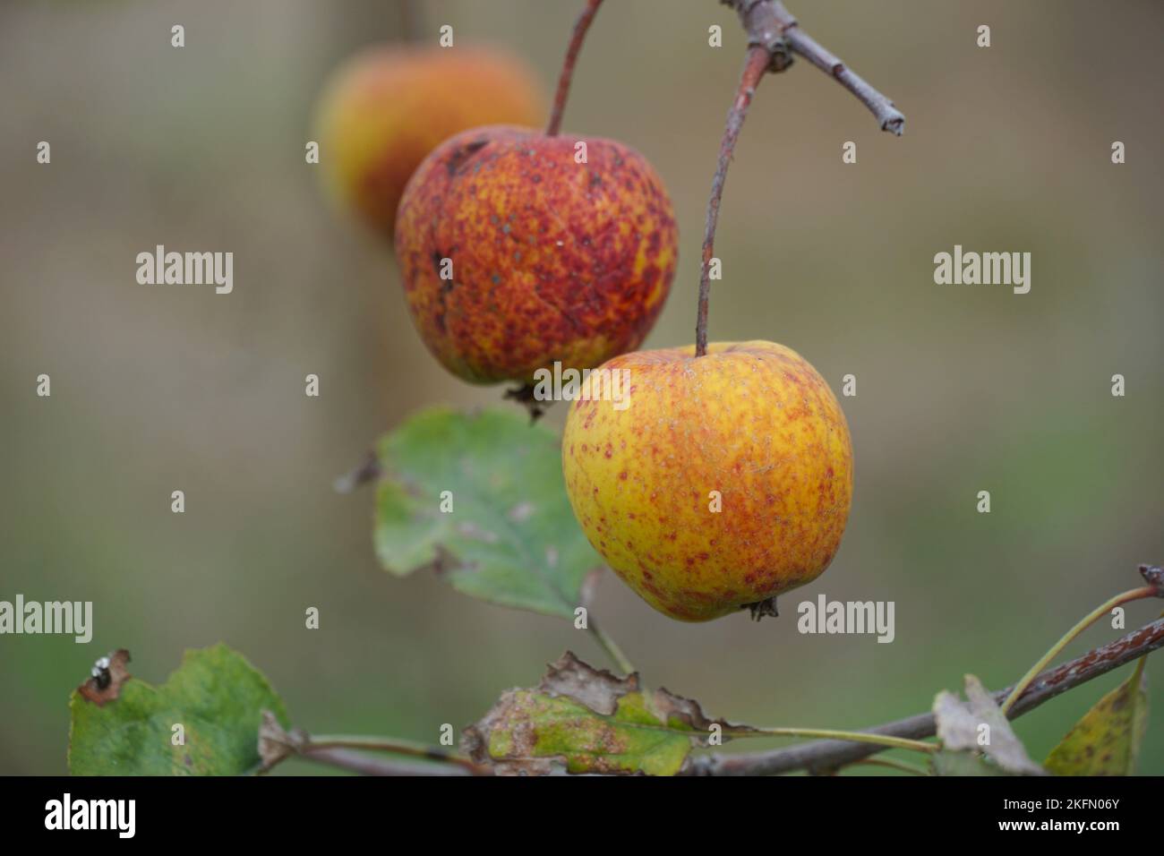 rotten apple hanging on the tree Stock Photo - Alamy