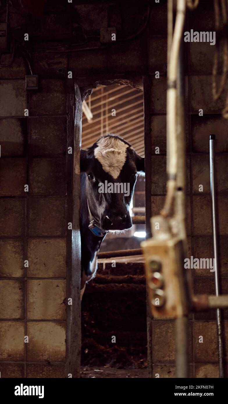 A vertical closeup of a brown Holstein Friesian cattle in the barn dark ...