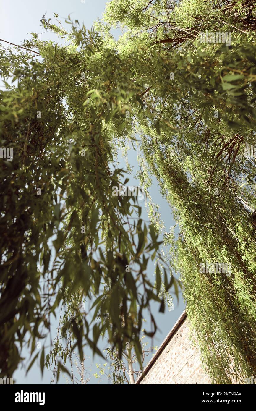 A vertical low-angle of willow tree against sunlit clear sky background ...
