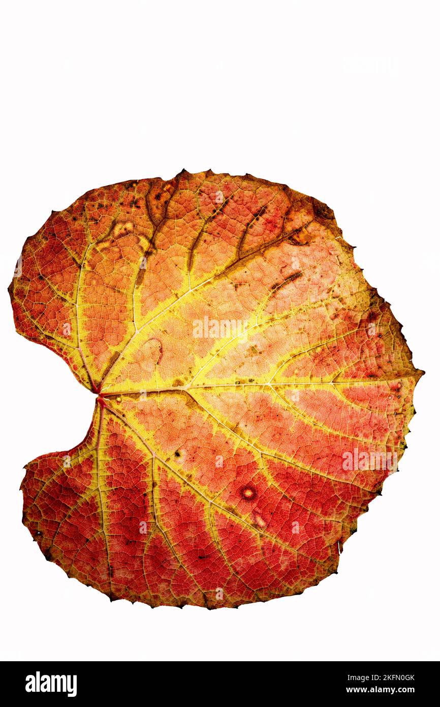 Round leaf hi-res stock photography and images - Alamy