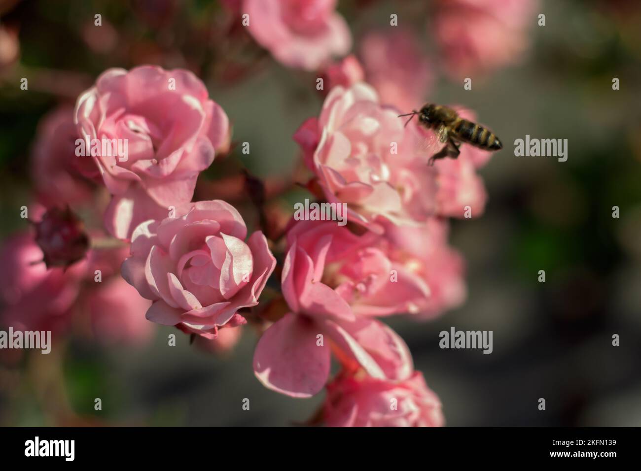 Rose of hildesheim bloom hi-res stock photography and images - Alamy