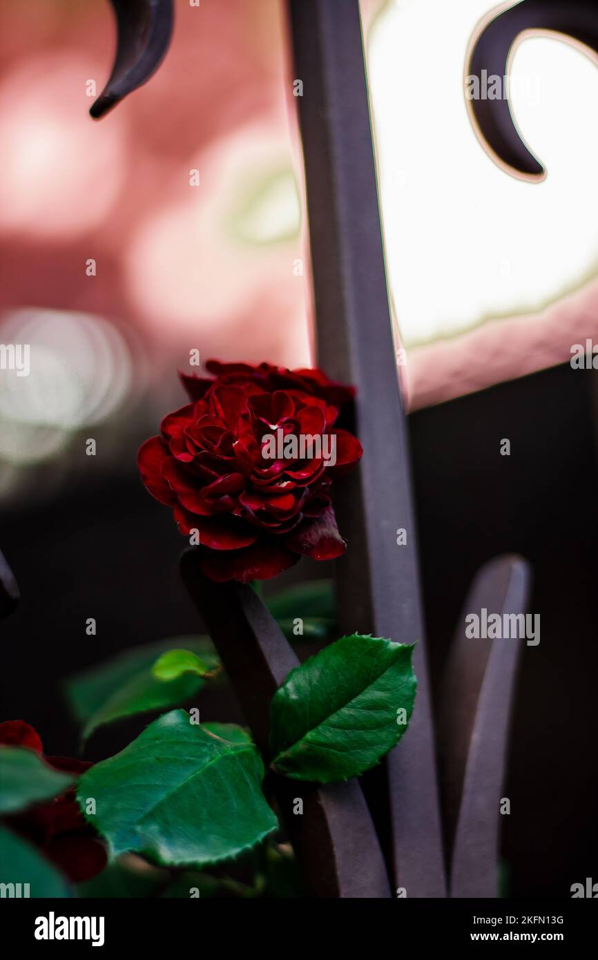 The little red roses in the garden are blooming. Shrub rose against the ...