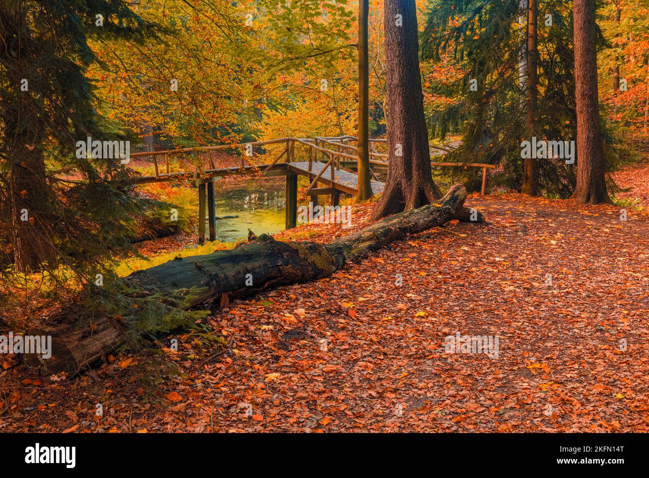 Autumn in Slochterbos (Slochter Forest). The forest is part of the ...