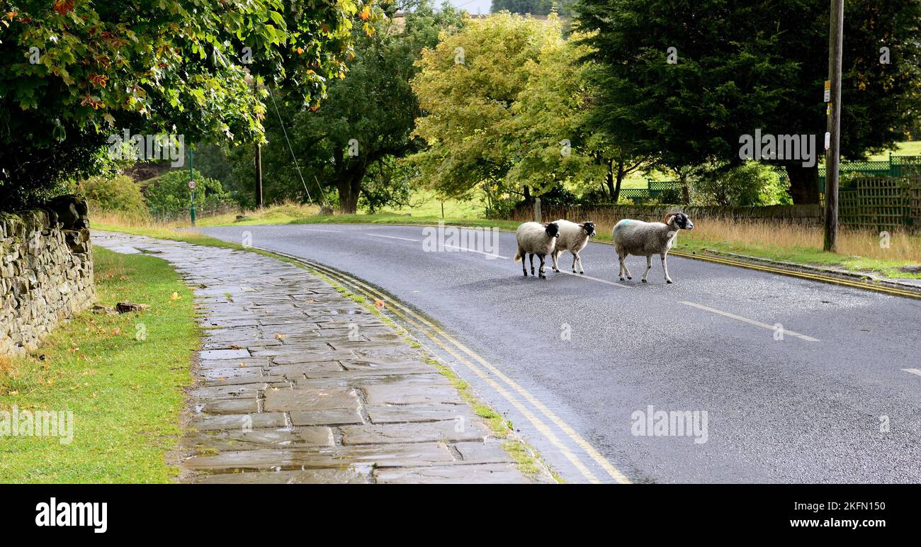 Sheep walking in the village road at Goathland, North Yorkshire, a ...